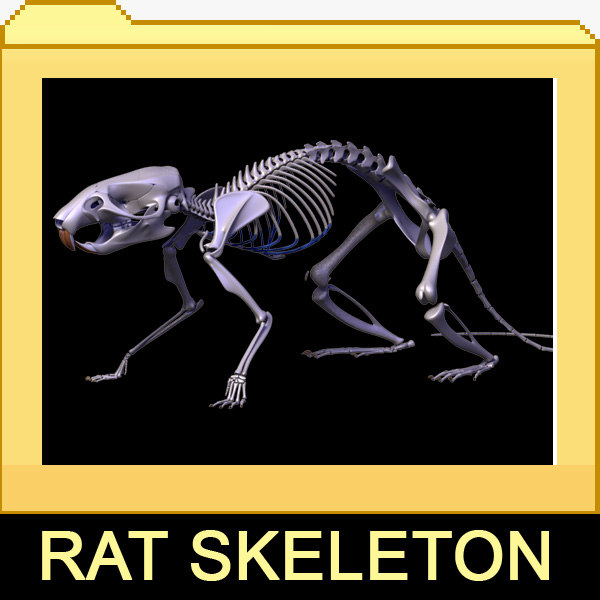 3d rat skeleton separated bones model