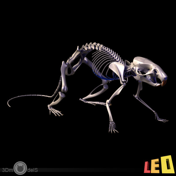 3d rat skeleton separated bones model