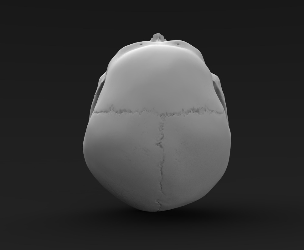 human skull 3d model