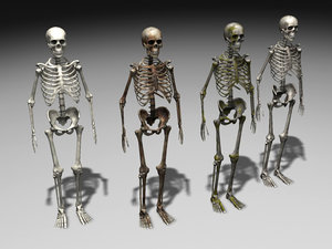 Human Skeleton Blender Models for Download | TurboSquid