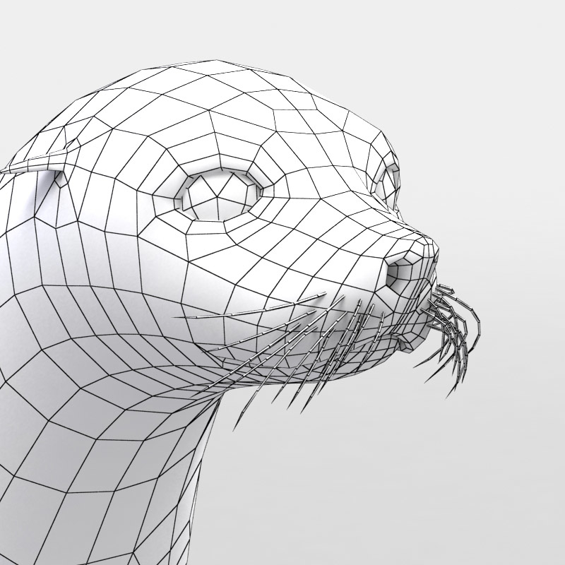 fur seal 3d model