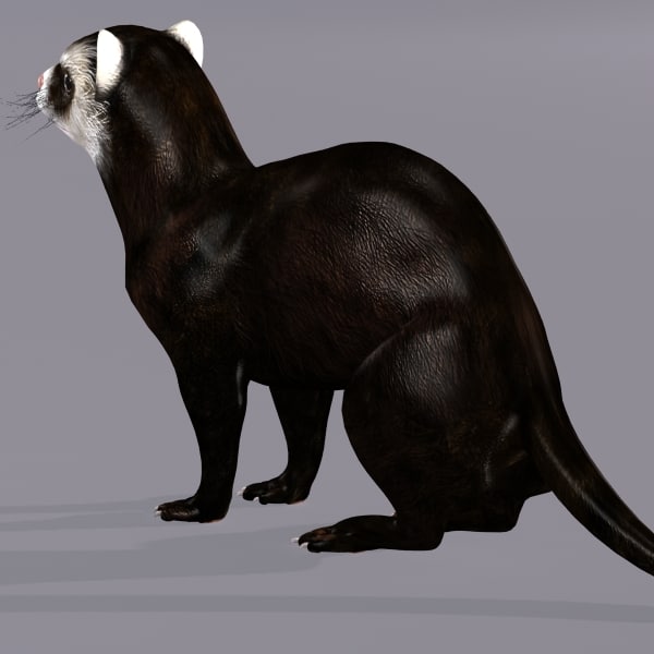 3d model ferret