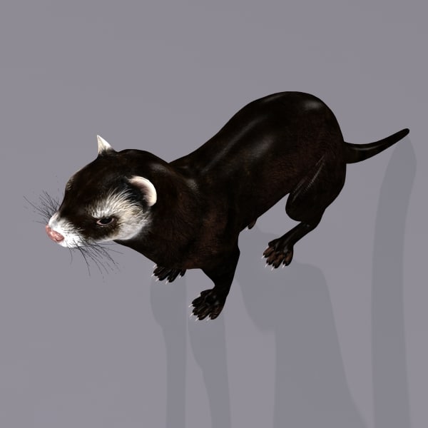 3d model ferret