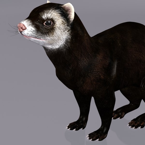 3d model ferret