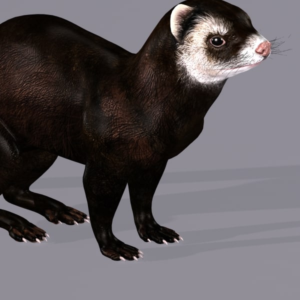 3d model ferret
