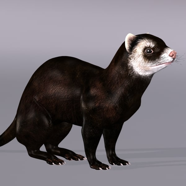 3d model ferret