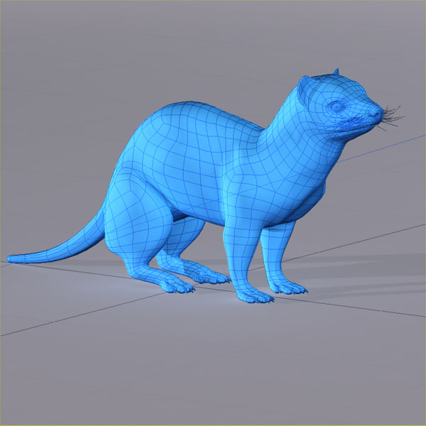 3d model ferret