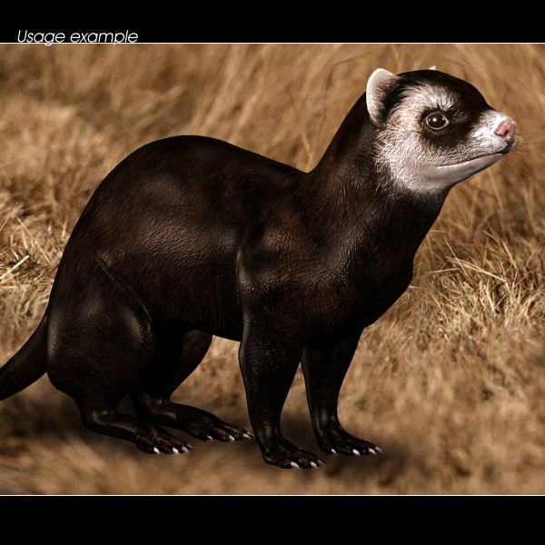 3d model ferret