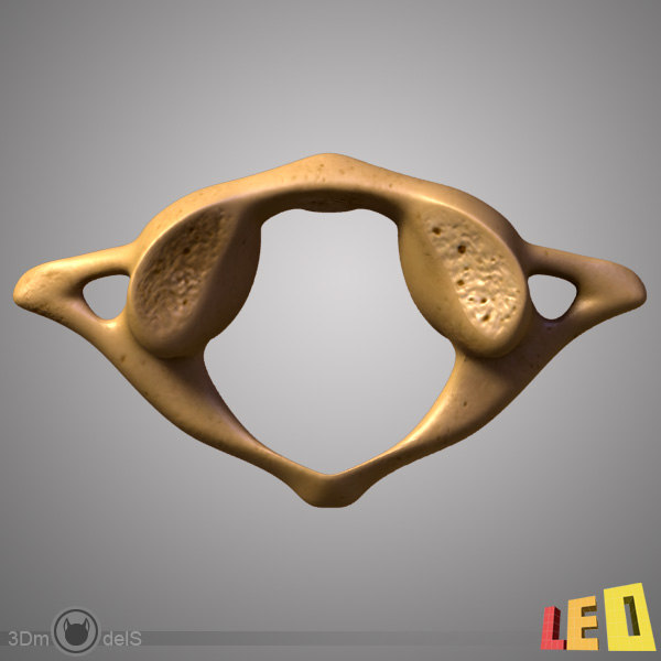 3d model vertebra atlas