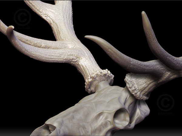 elk skull antlers 3d obj