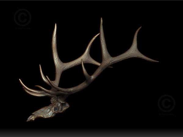 elk skull antlers 3d obj