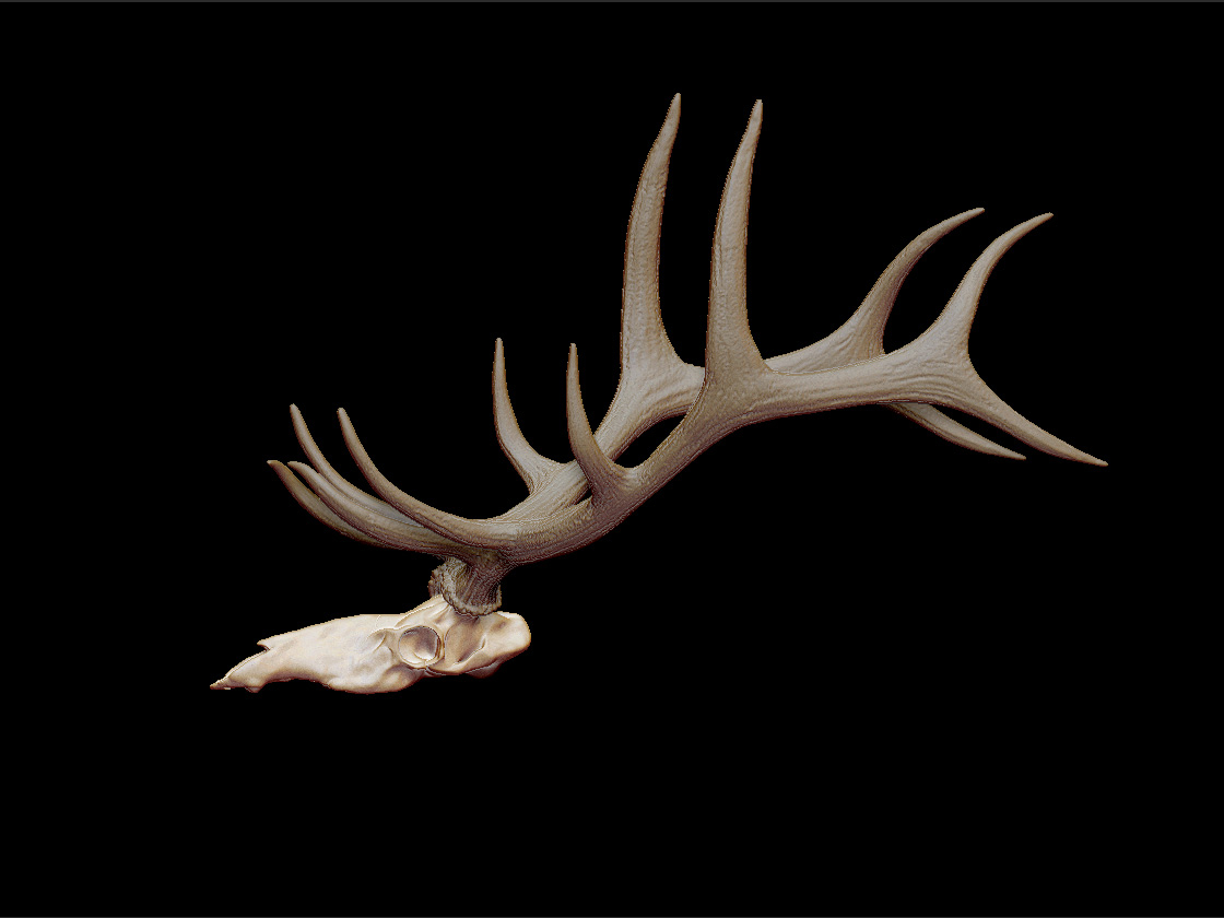 elk skull antlers 3d obj