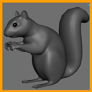 Squirrel 3D Models for Download | TurboSquid