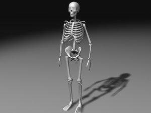 Human Skeleton Blender Models for Download | TurboSquid