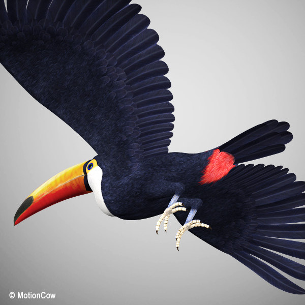 c4d realistic flying toucan