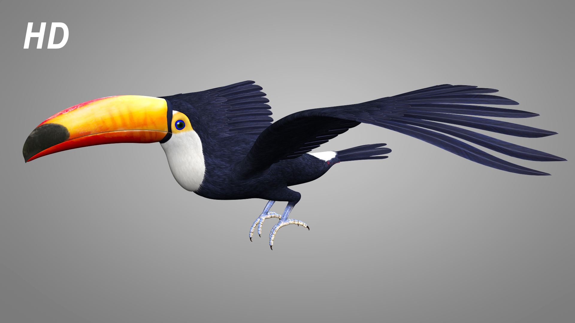 c4d realistic flying toucan