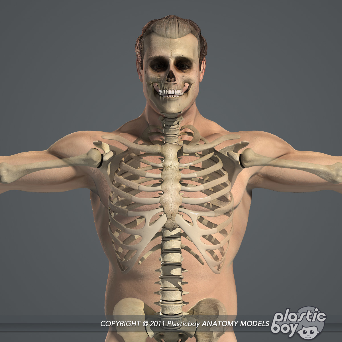 human male skeletal body fbx