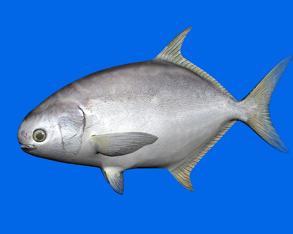 pompano fish 3d 3ds