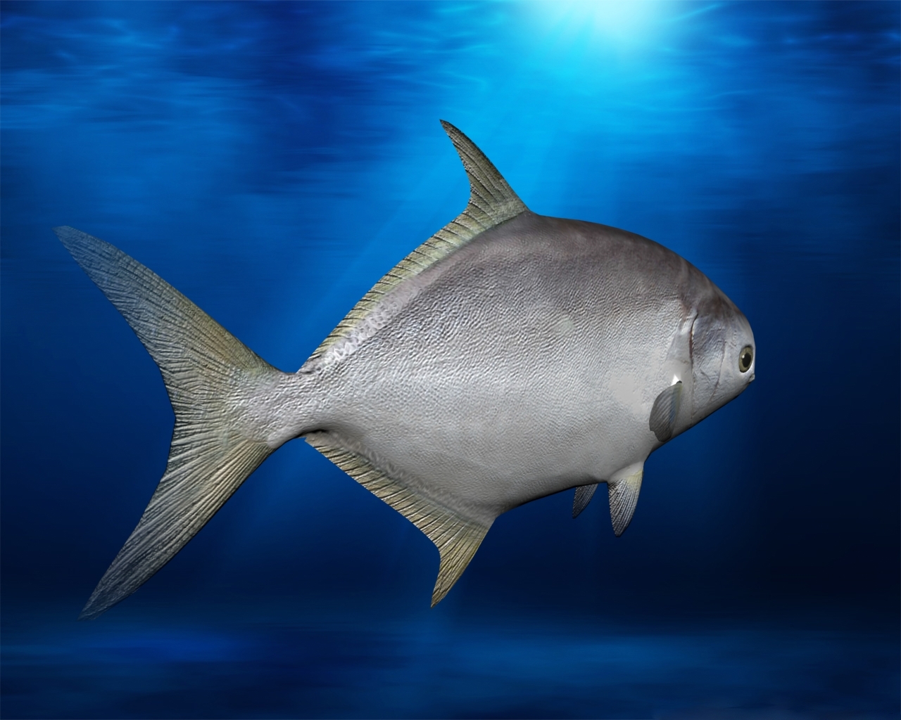 pompano fish 3d 3ds