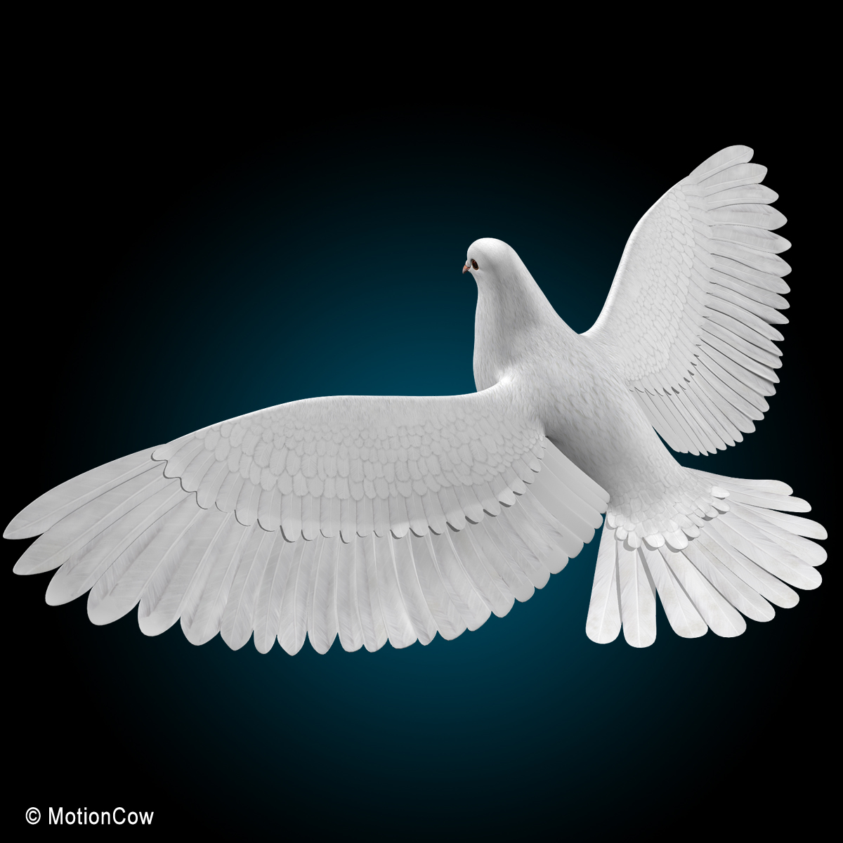 3ds max realistic flying dove