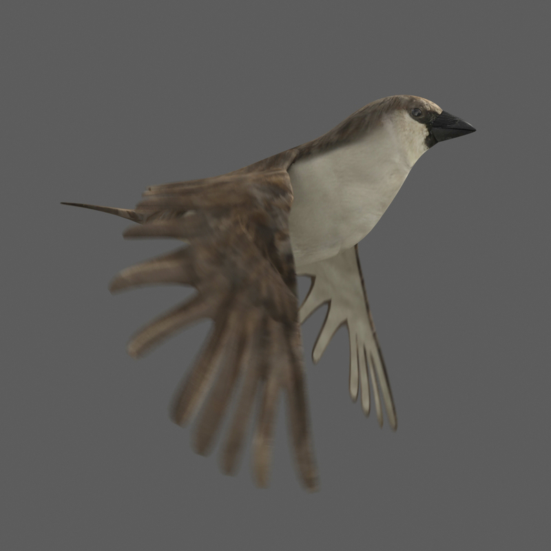 max sparrow flying animation