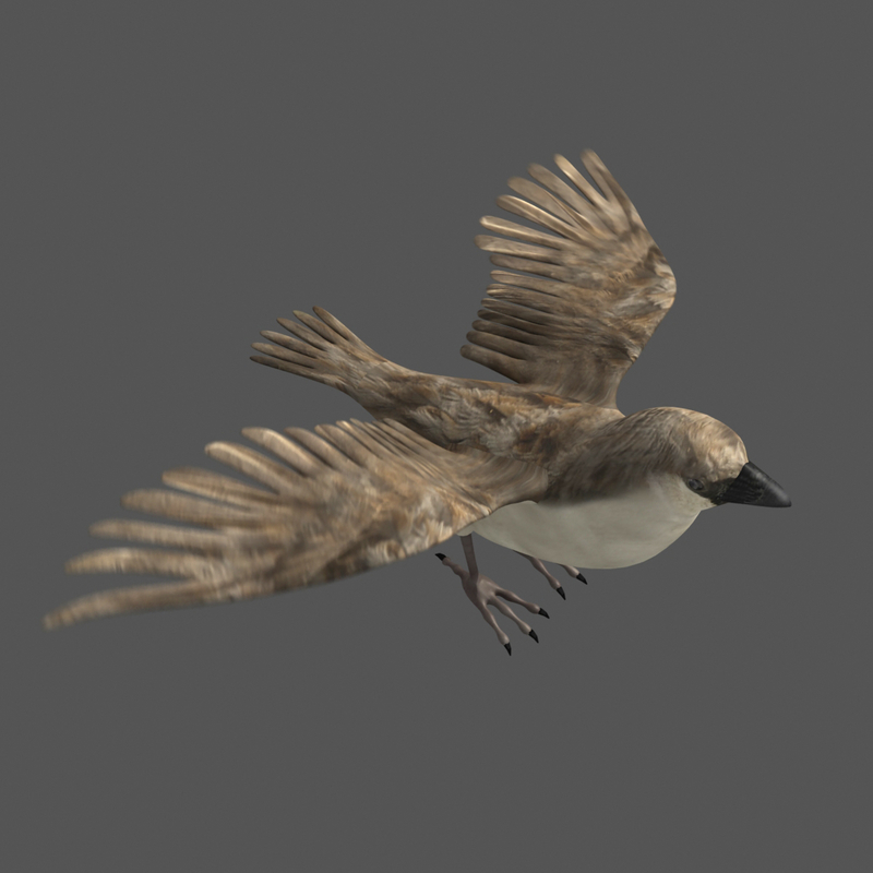 max sparrow flying animation