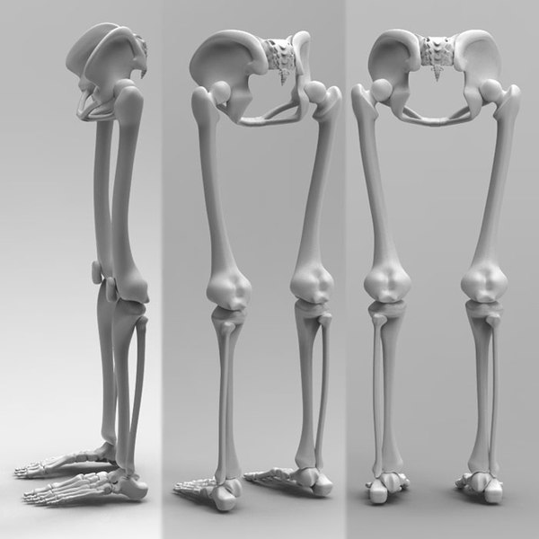 human leg anatomy combo 3d model