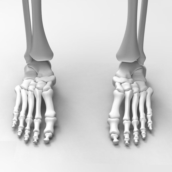 human leg anatomy combo 3d model
