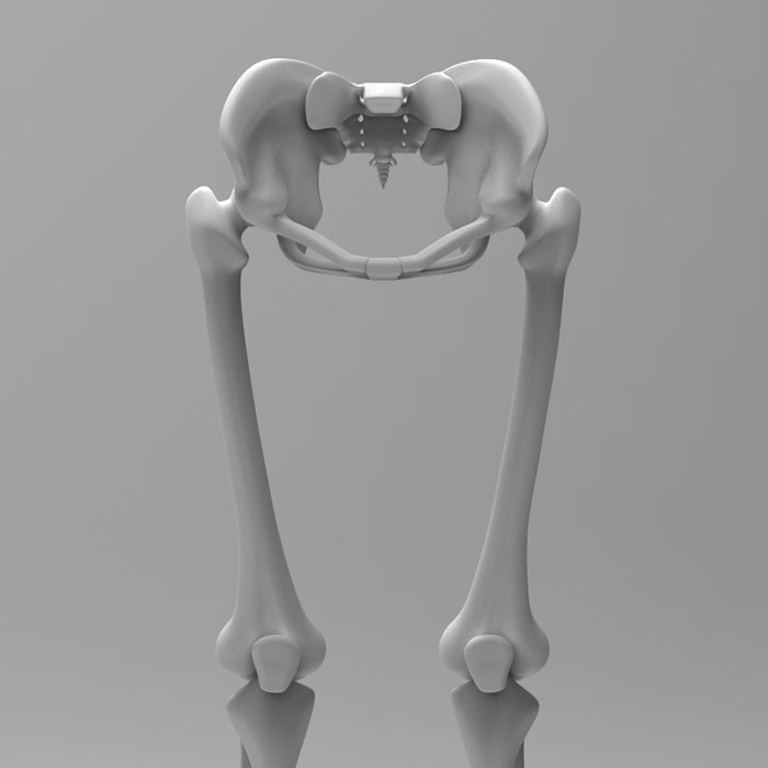 human leg anatomy combo 3d model