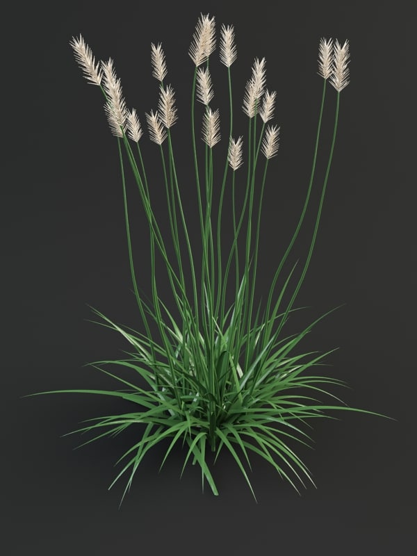3d agropyron grass