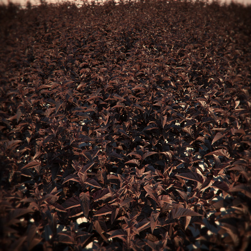 maya bush vegetation hq