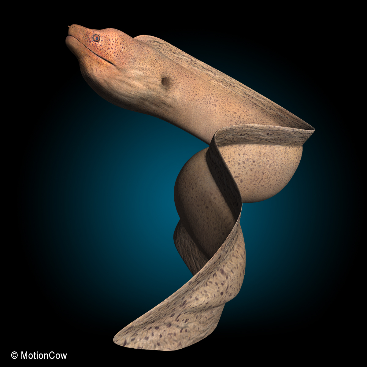 realistic giant moray eel xsi