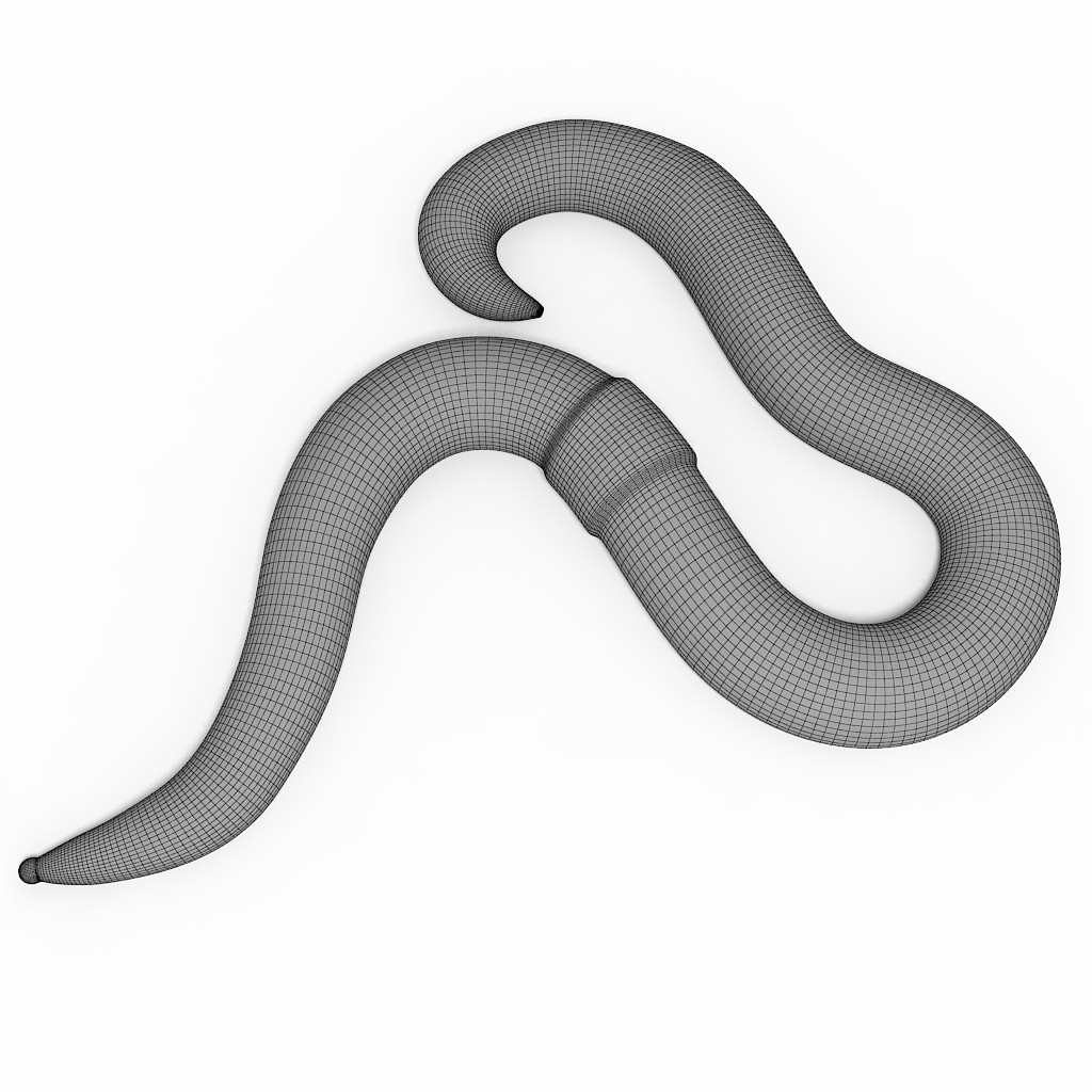 3d model earthworm