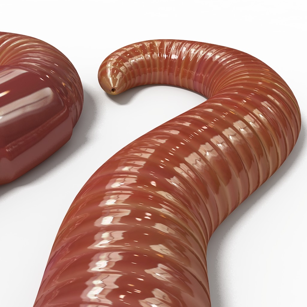 3d model earthworm