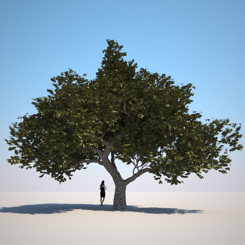 3d small tree