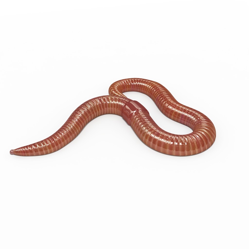 3d model earthworm
