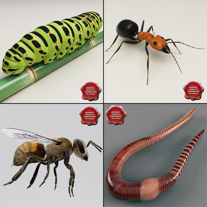 max insects set earthworm