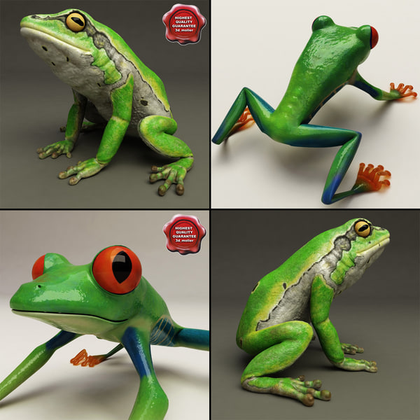 3d frogs hyla arborea model