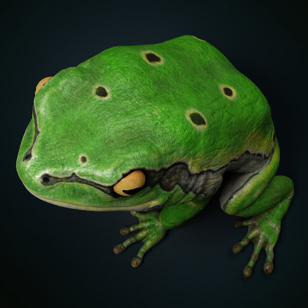 3d frogs hyla arborea model