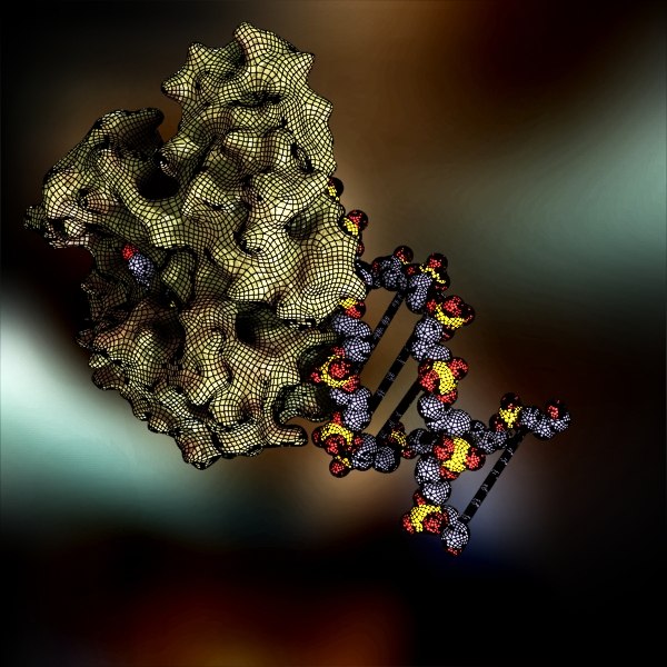 proteins dna replication 3d max