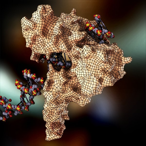proteins dna replication 3d max