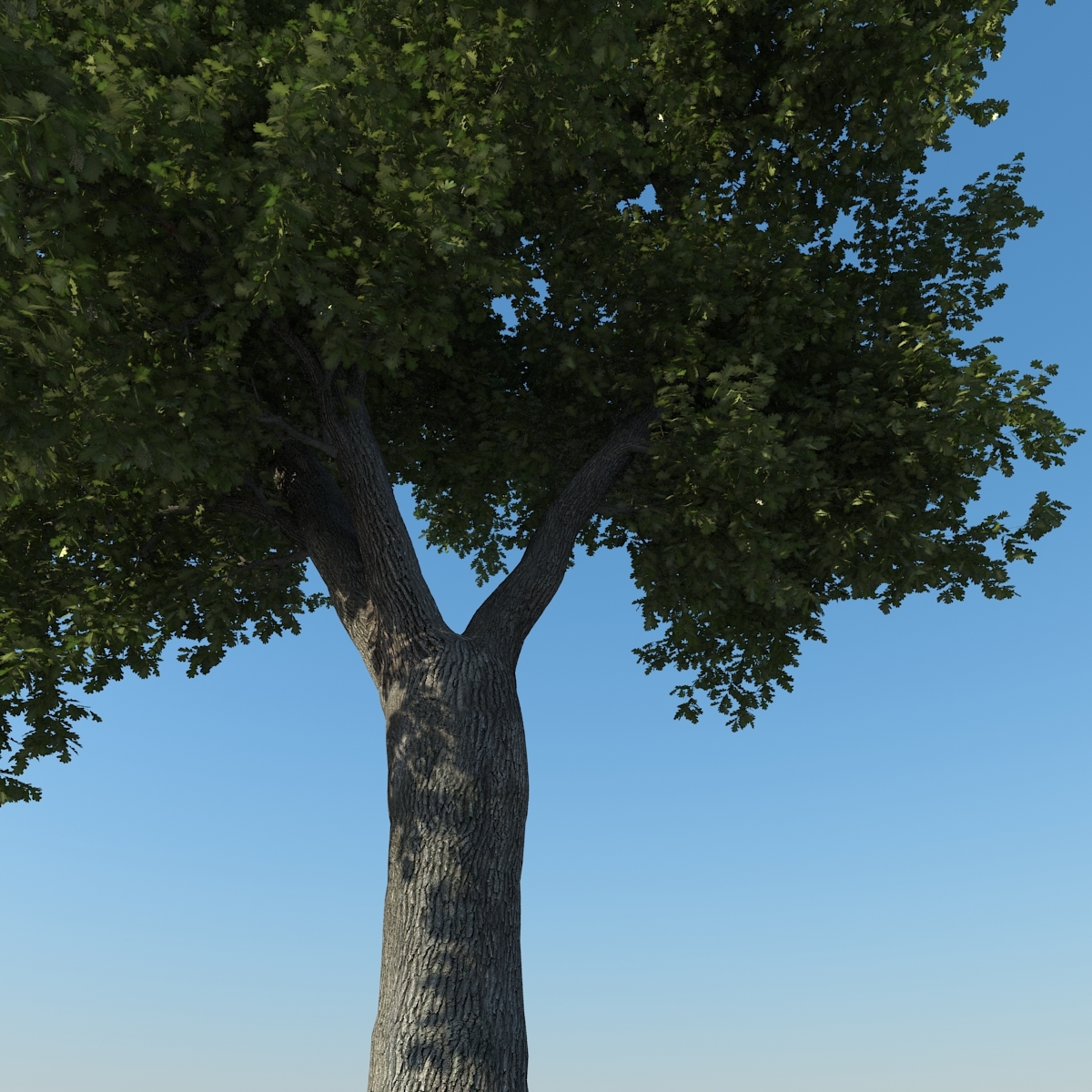 3d model oak tree