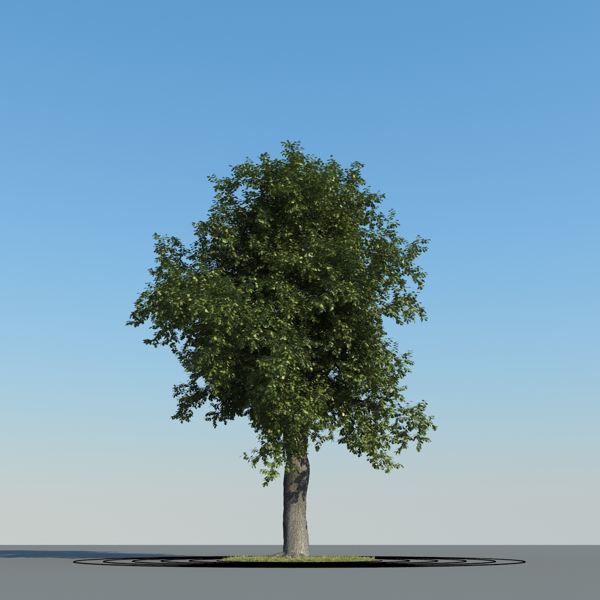 3d model oak tree