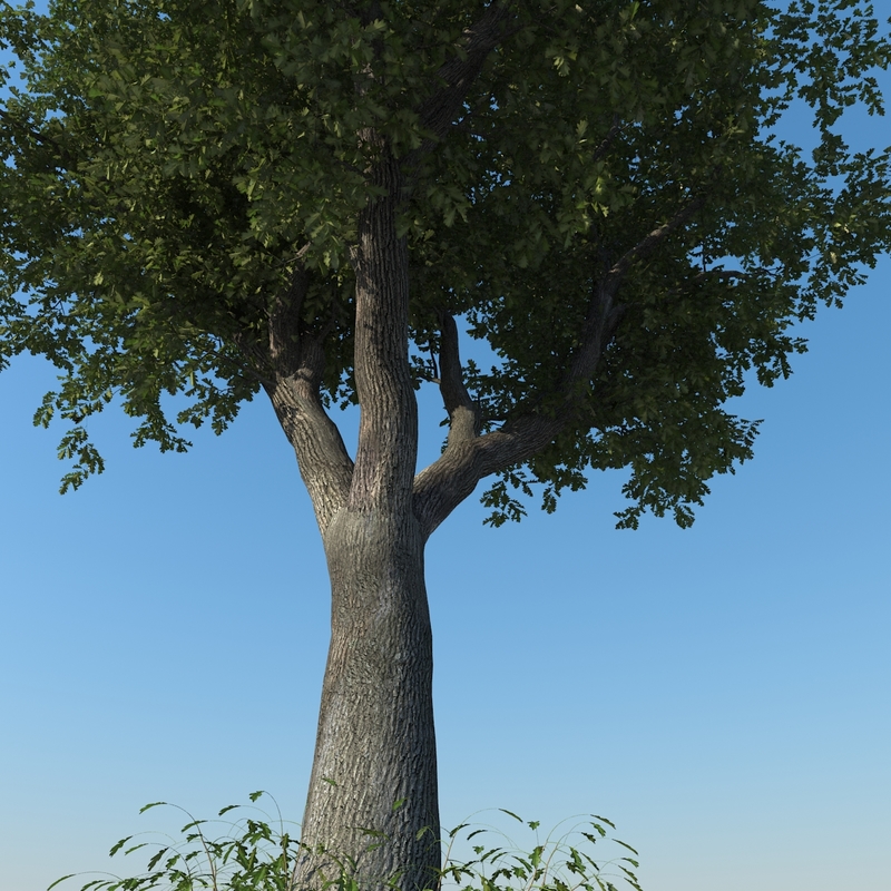 oak trees 3d obj