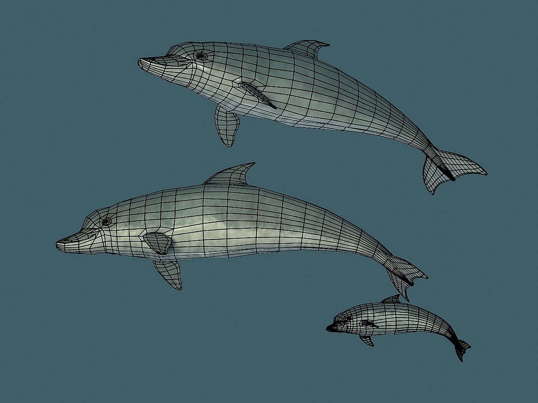 bottlenose dolphin rig 3d lw