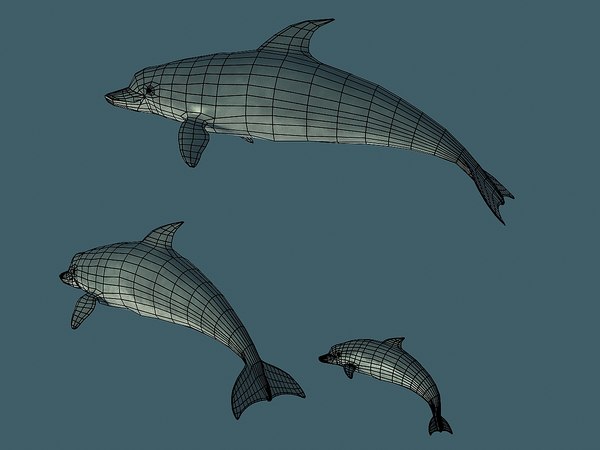 bottlenose dolphin rig 3d lw