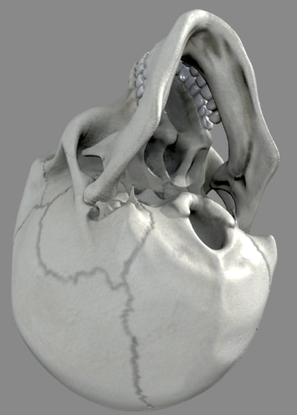 anatomically skull max