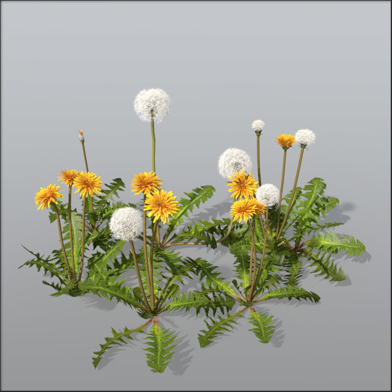 3d model dandelion blossom seeds