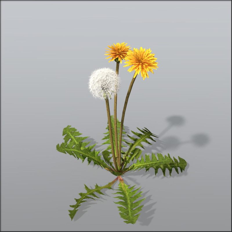 3d model dandelion blossom seeds