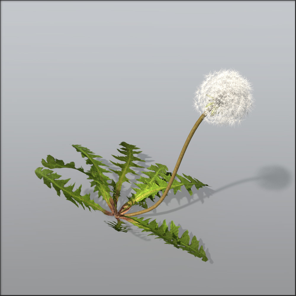 3d model dandelion blossom seeds